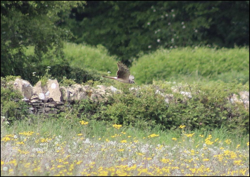 Pallid Harrier by Chenie Prudhomme