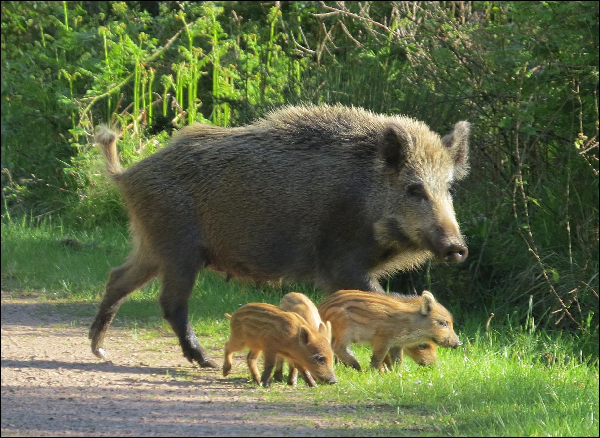 Wild Boar by Rachel Thomas
