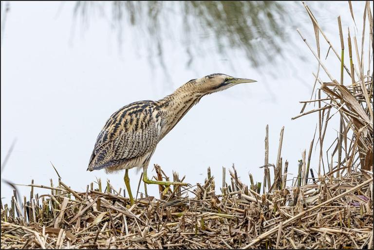 Bittern by Eden Tanner