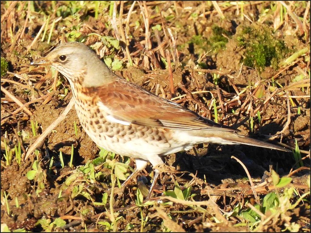 Fieldfare by Terry Grant