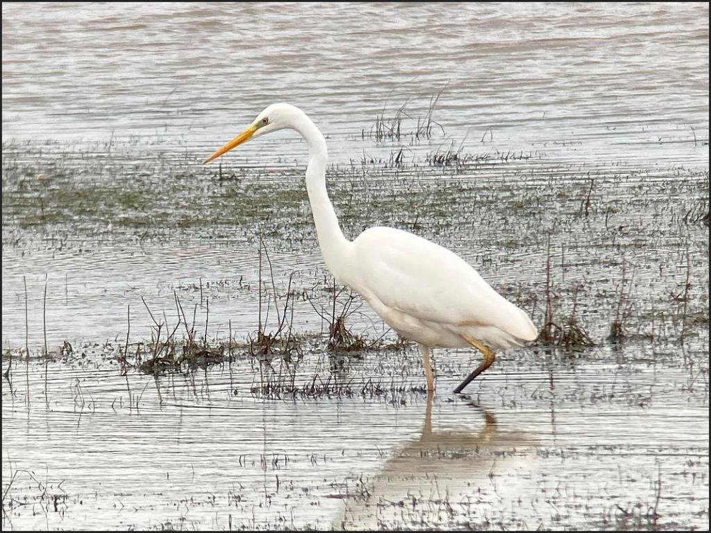 Great White Egret by Eden Tanner