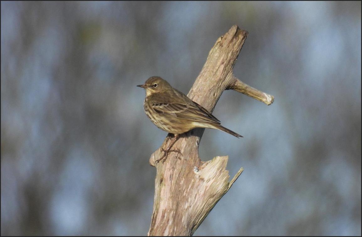 Rock Pipit by Mike King