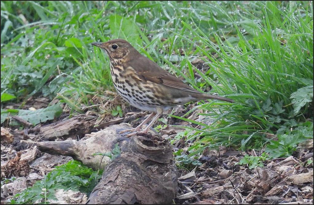 Song Thrush by Mike King